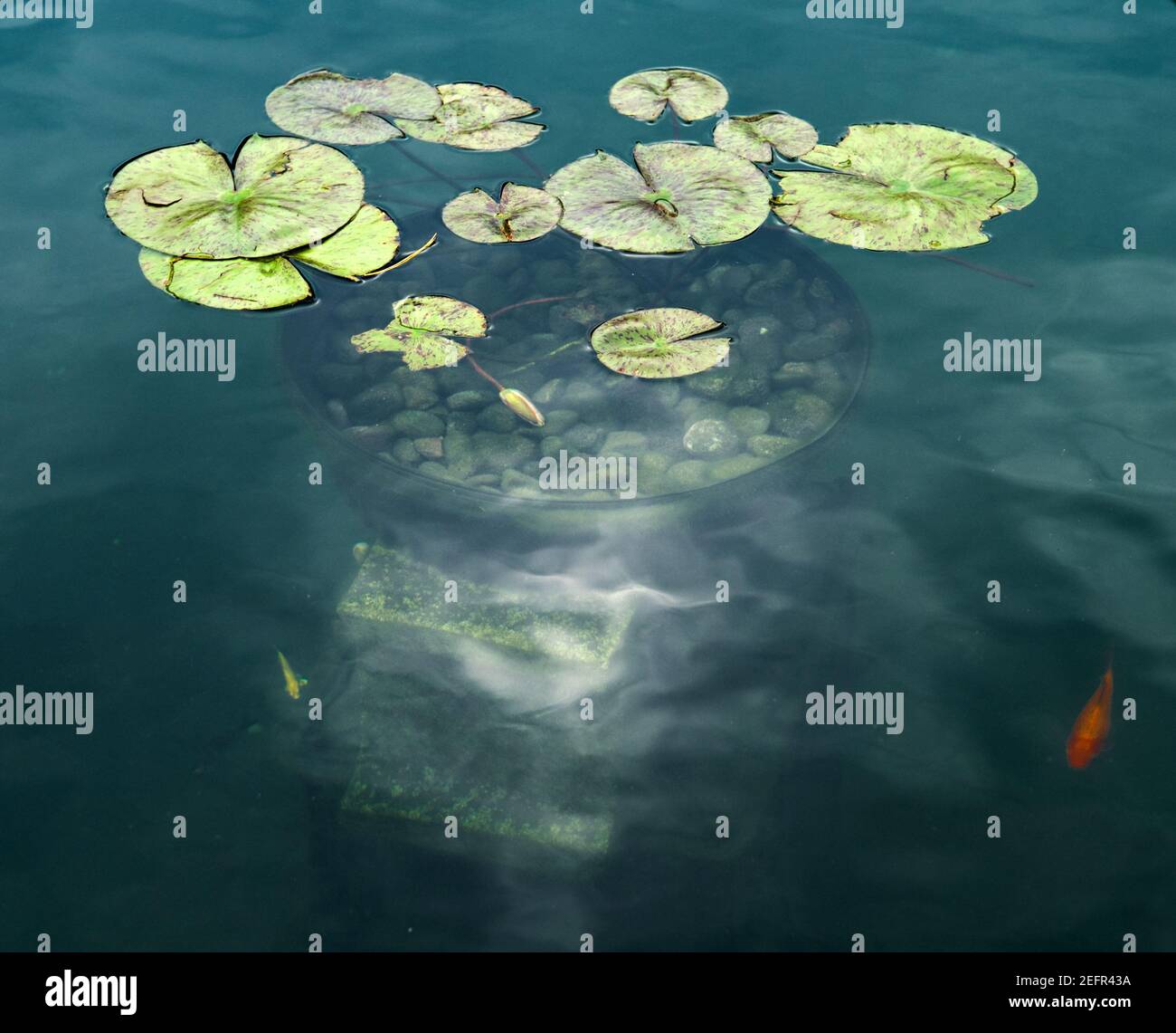 Lotus flowers floating on the water surface Stock Photo - Alamy