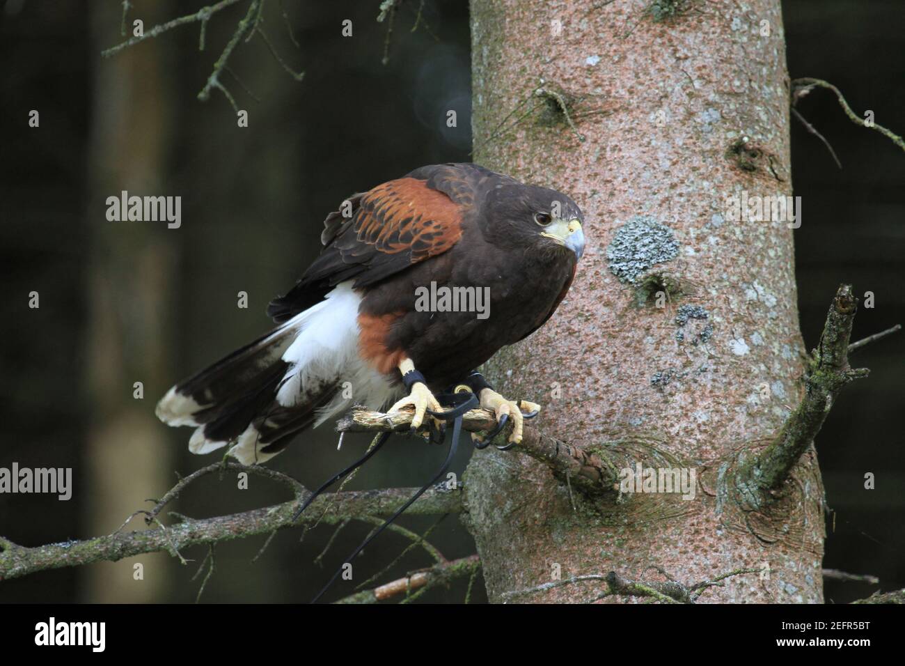 Harris's hawk in the UK Stock Photo - Alamy