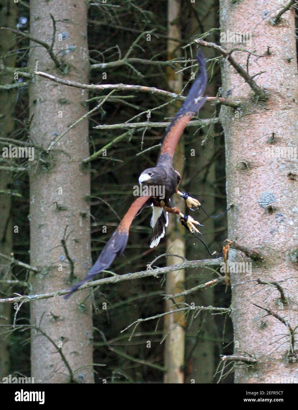 Harris's hawk in the UK Stock Photo - Alamy