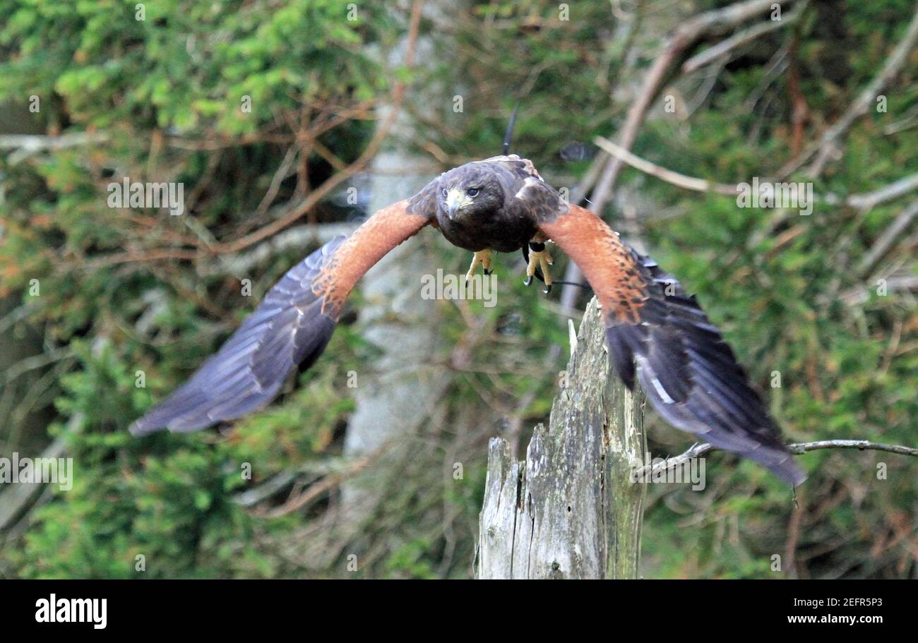Harris's hawk in the UK Stock Photo - Alamy
