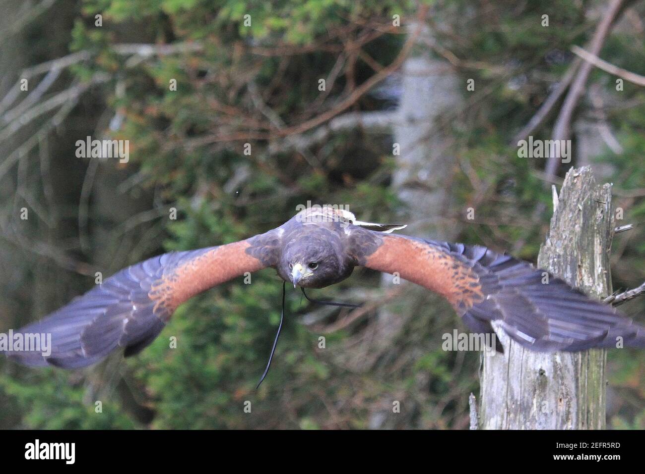 Harris's hawk in the UK Stock Photo - Alamy
