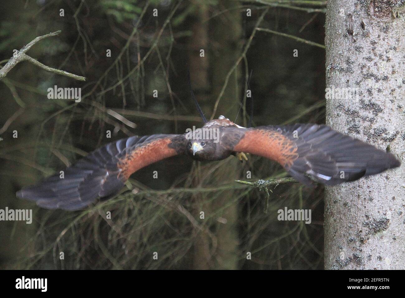 Harris's hawk in the UK Stock Photo - Alamy