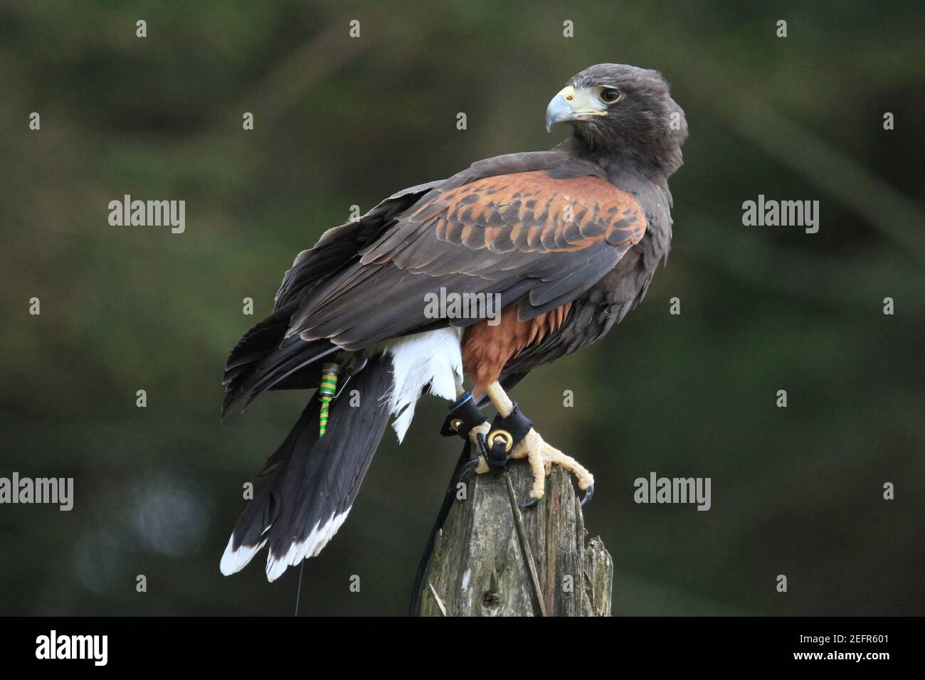 Harris's hawk in the UK Stock Photo - Alamy