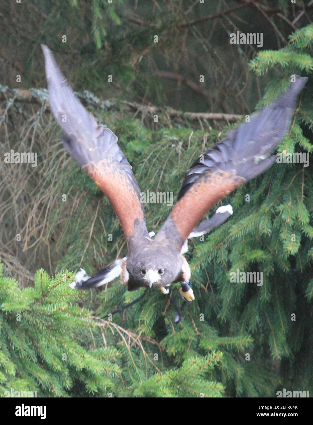 Harris's hawk in the UK Stock Photo - Alamy