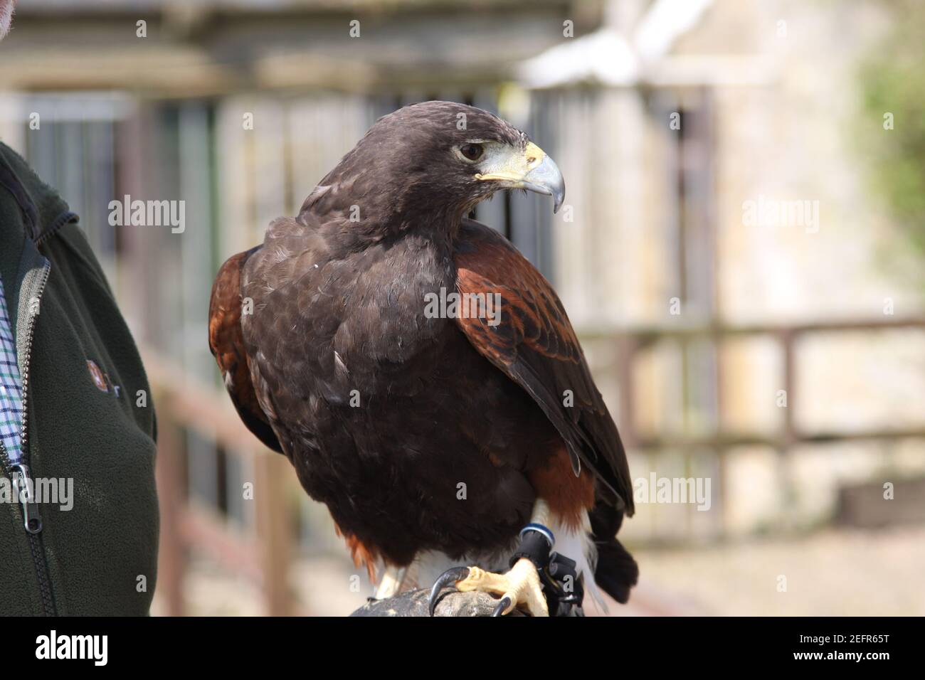 Harris's hawk in the UK Stock Photo - Alamy