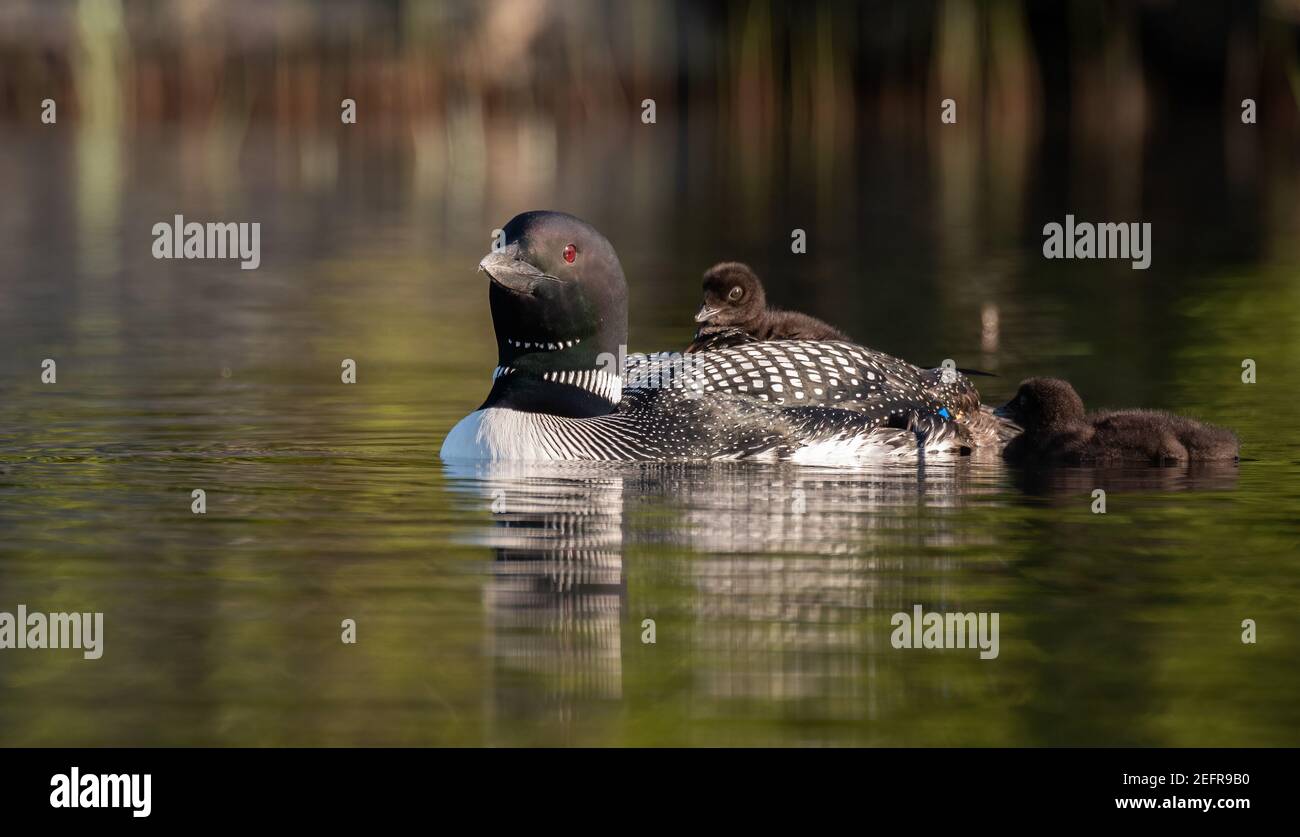 Common loon sitting on hi-res stock photography and images - Alamy