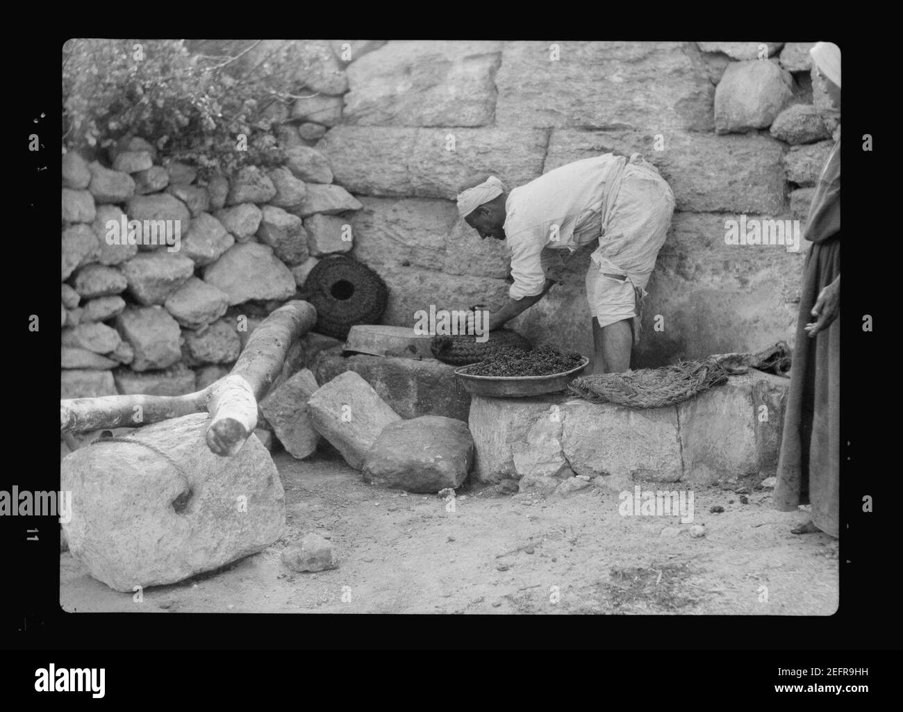 Olive crushing and pressing. Putting crushed olives into basket ...