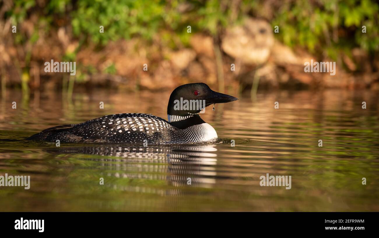 A common loon in New England Stock Photo - Alamy
