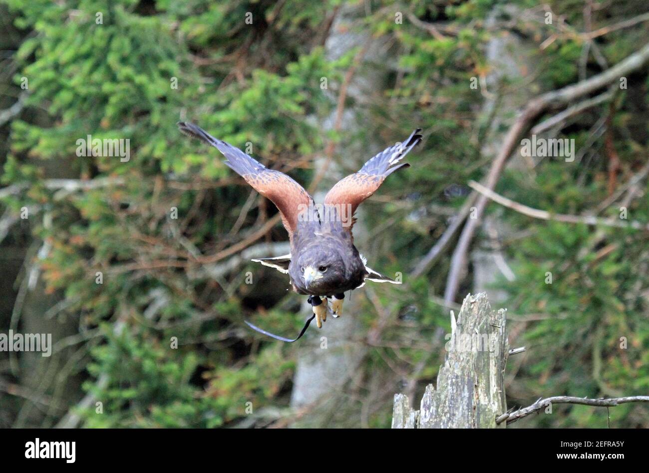 Harris's hawk in the UK Stock Photo - Alamy