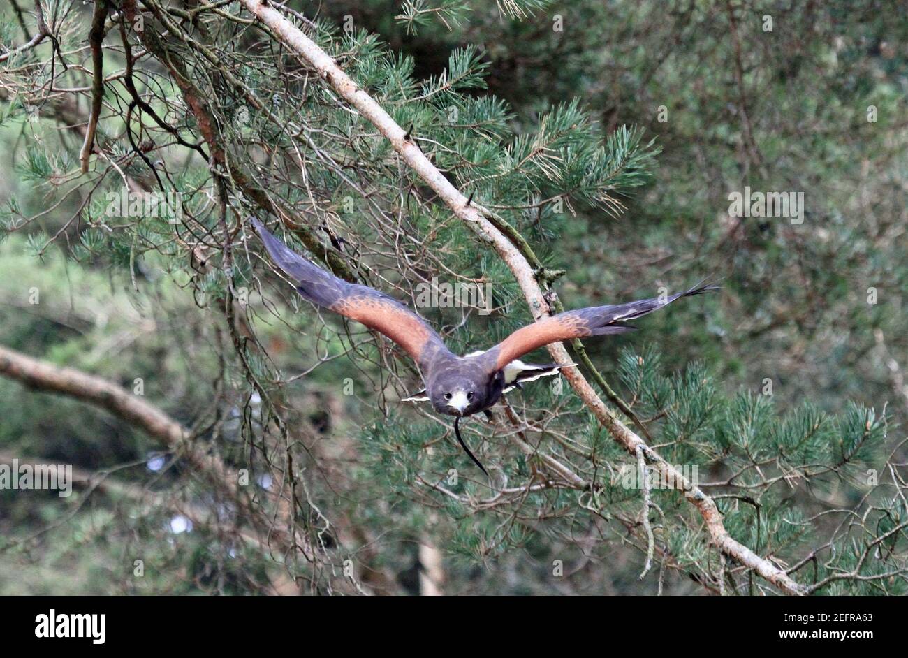 Harris's hawk in the UK Stock Photo - Alamy