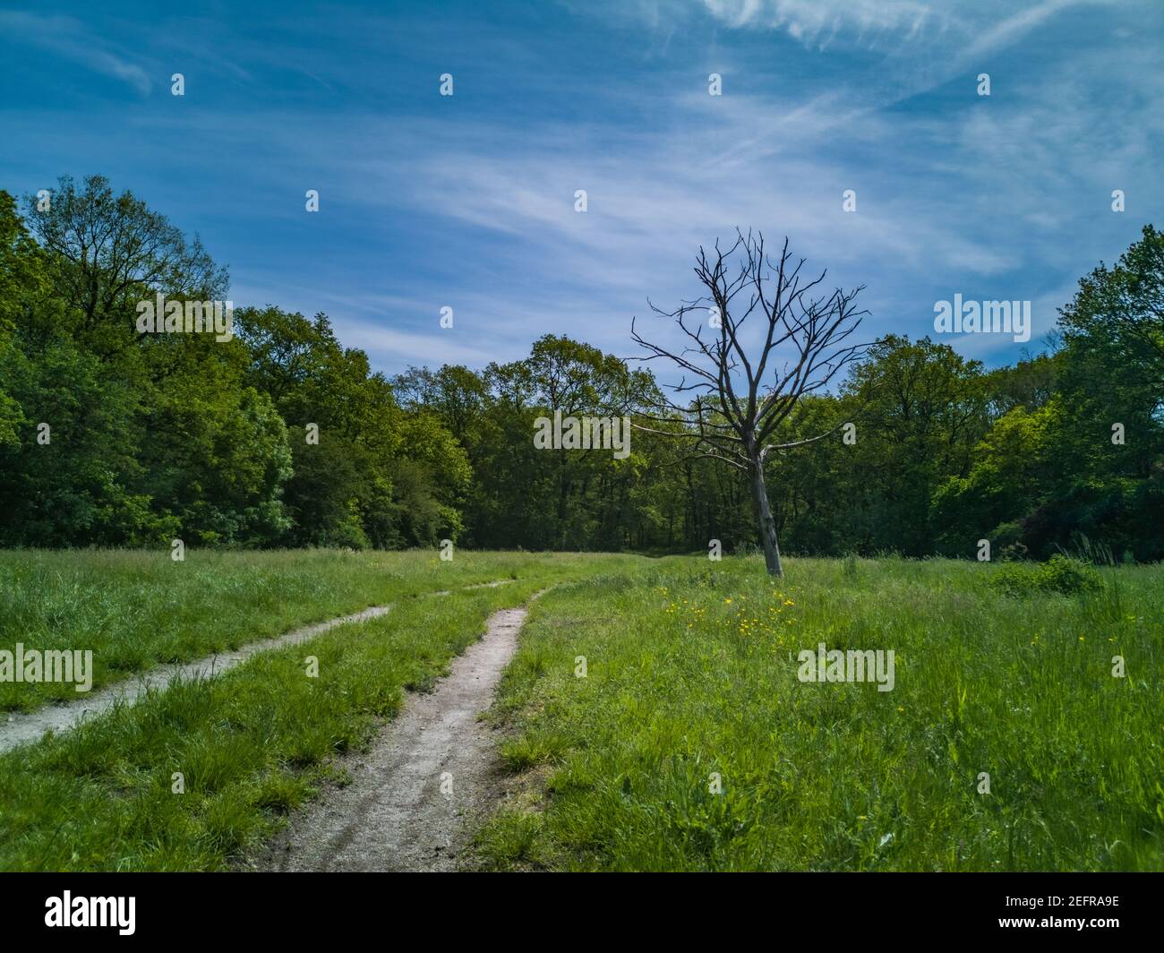 Green clearing with dry tree near path high trees and blue cloudy sky ...