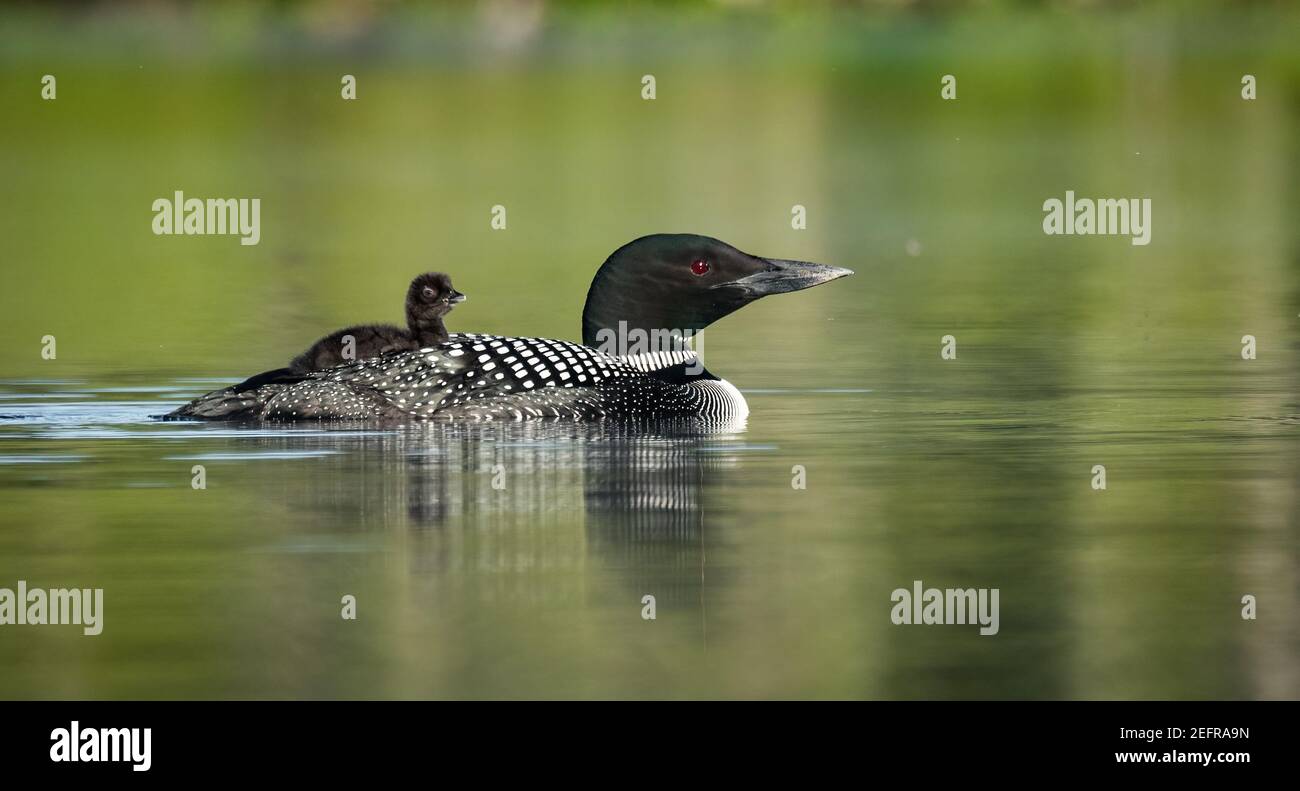 A common loon in New England Stock Photo - Alamy