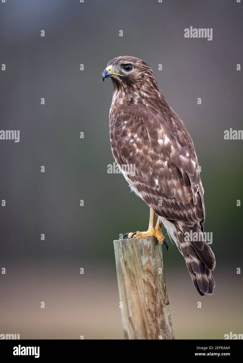 A red shouldered hawk in Florida Stock Photo - Alamy