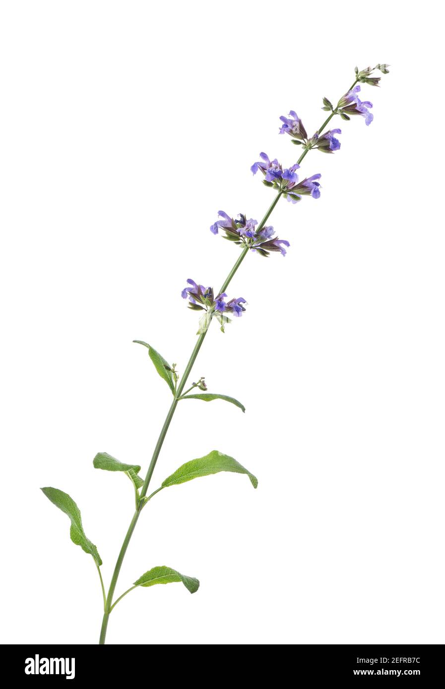Artistic closeup of Sage medicinal plant blossoms, Salvia officinalis ...