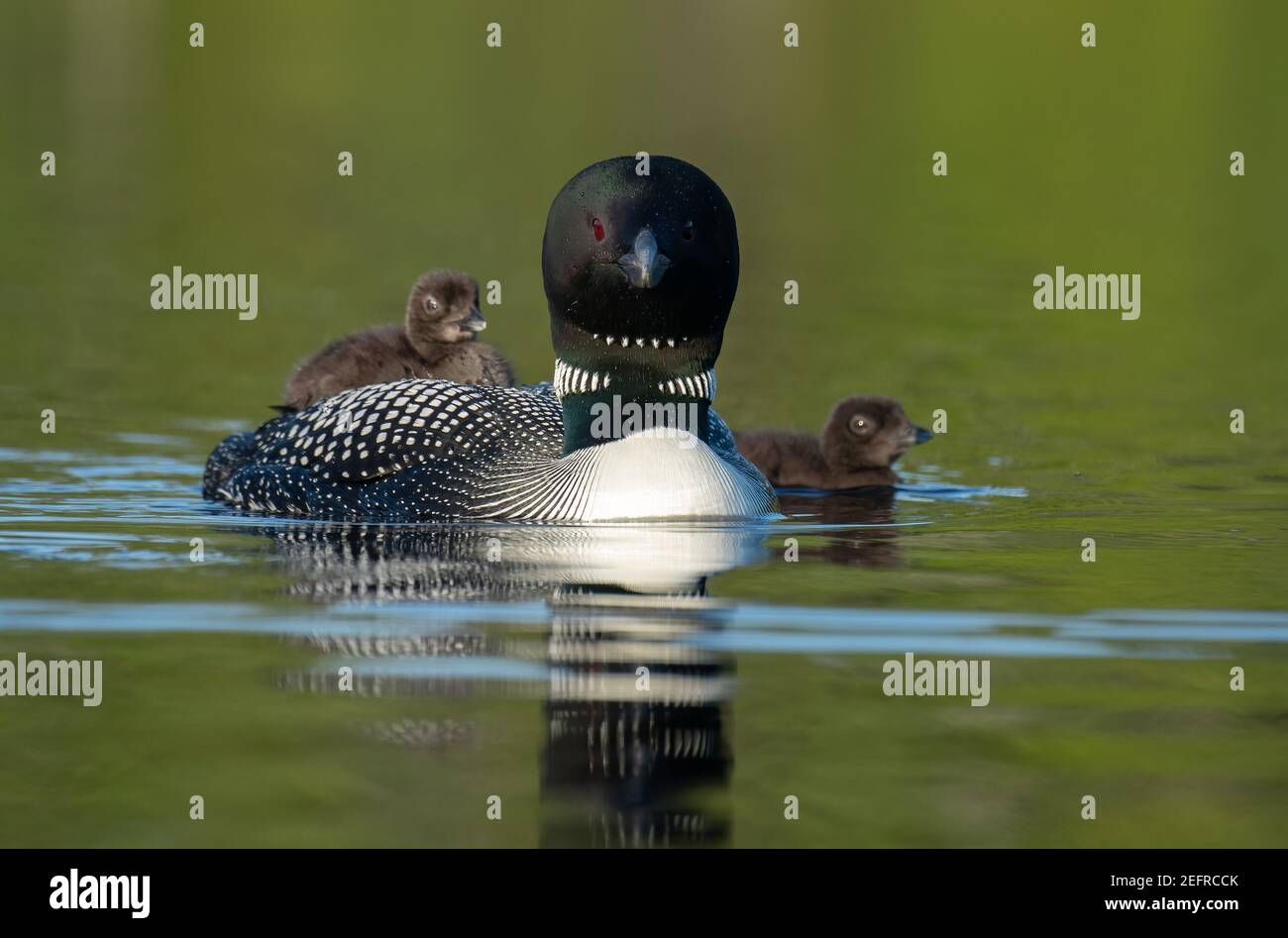 Common Loon Call High Resolution Stock Photography and Images - Alamy