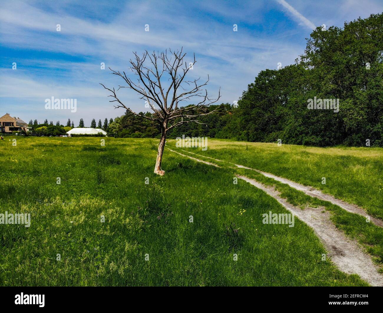 Double path next to old dry tree at green clearing between trees Stock ...