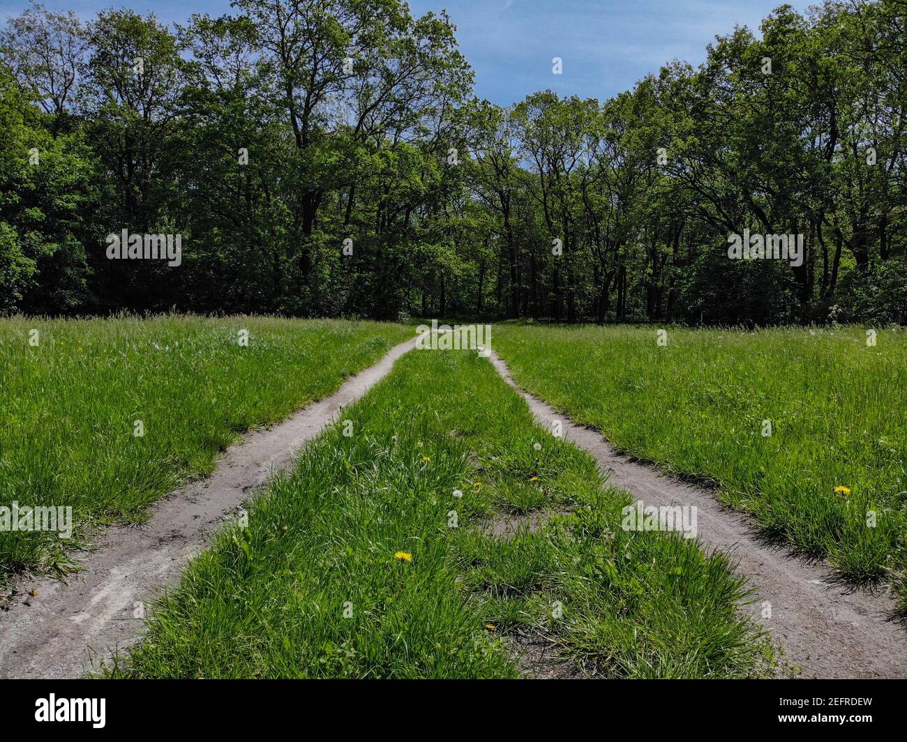 Double Path at green clearing between trees Stock Photo - Alamy