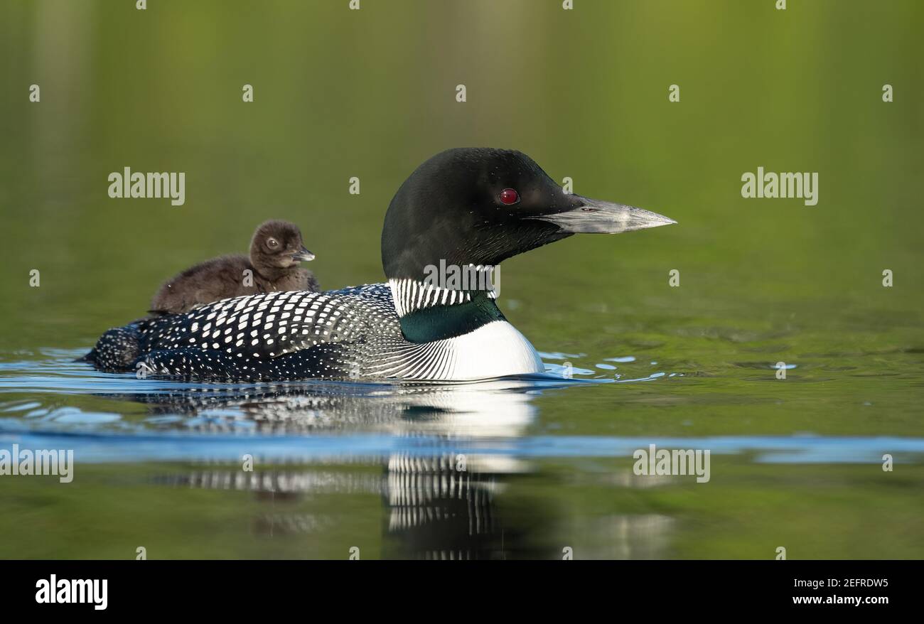 Maine fauna hi-res stock photography and images - Alamy