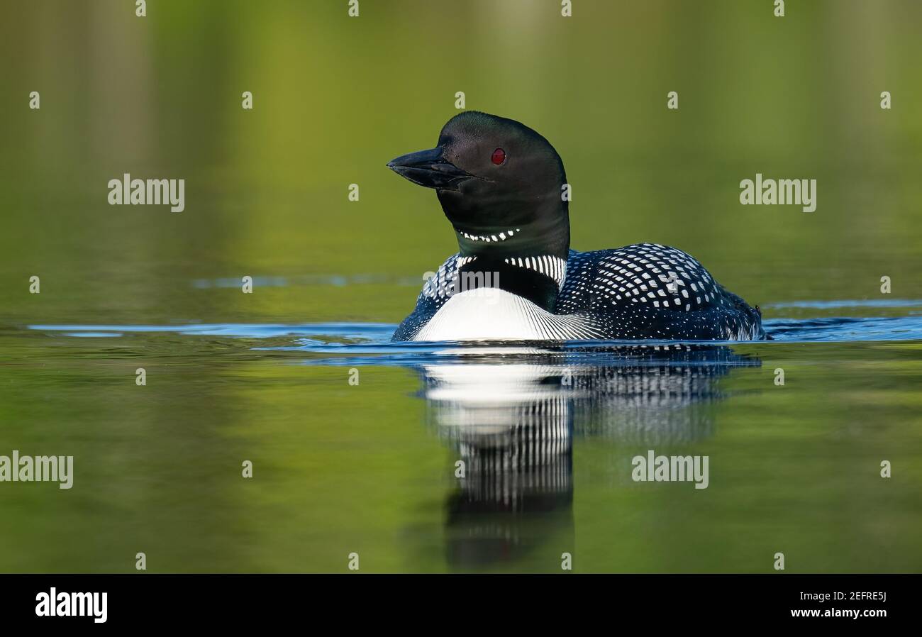 A common loon in New England Stock Photo - Alamy