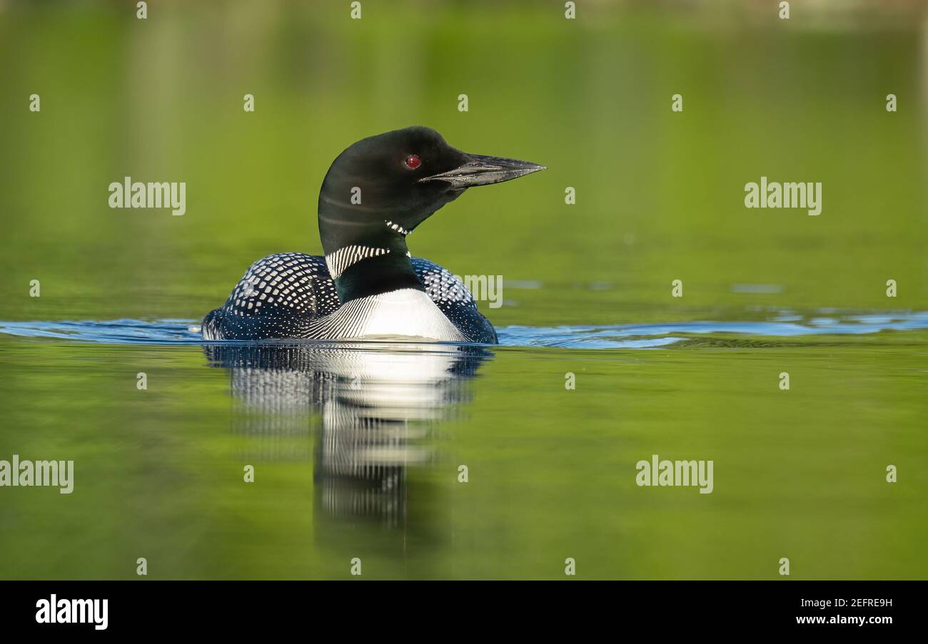 Common loon sitting on hi-res stock photography and images - Alamy
