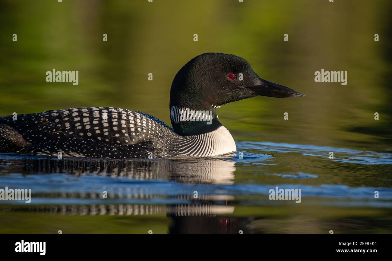 A common loon in New England Stock Photo - Alamy