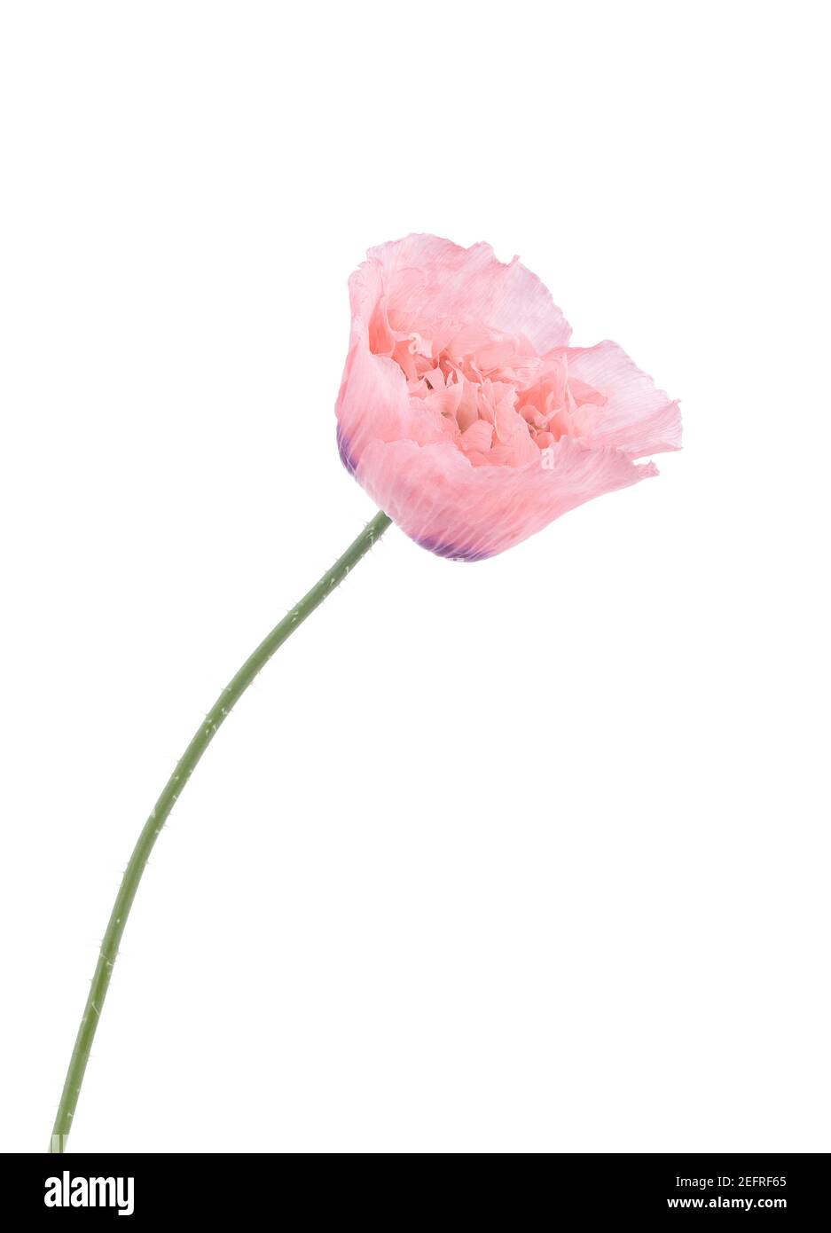 Peony side view hi-res stock photography and images - Alamy