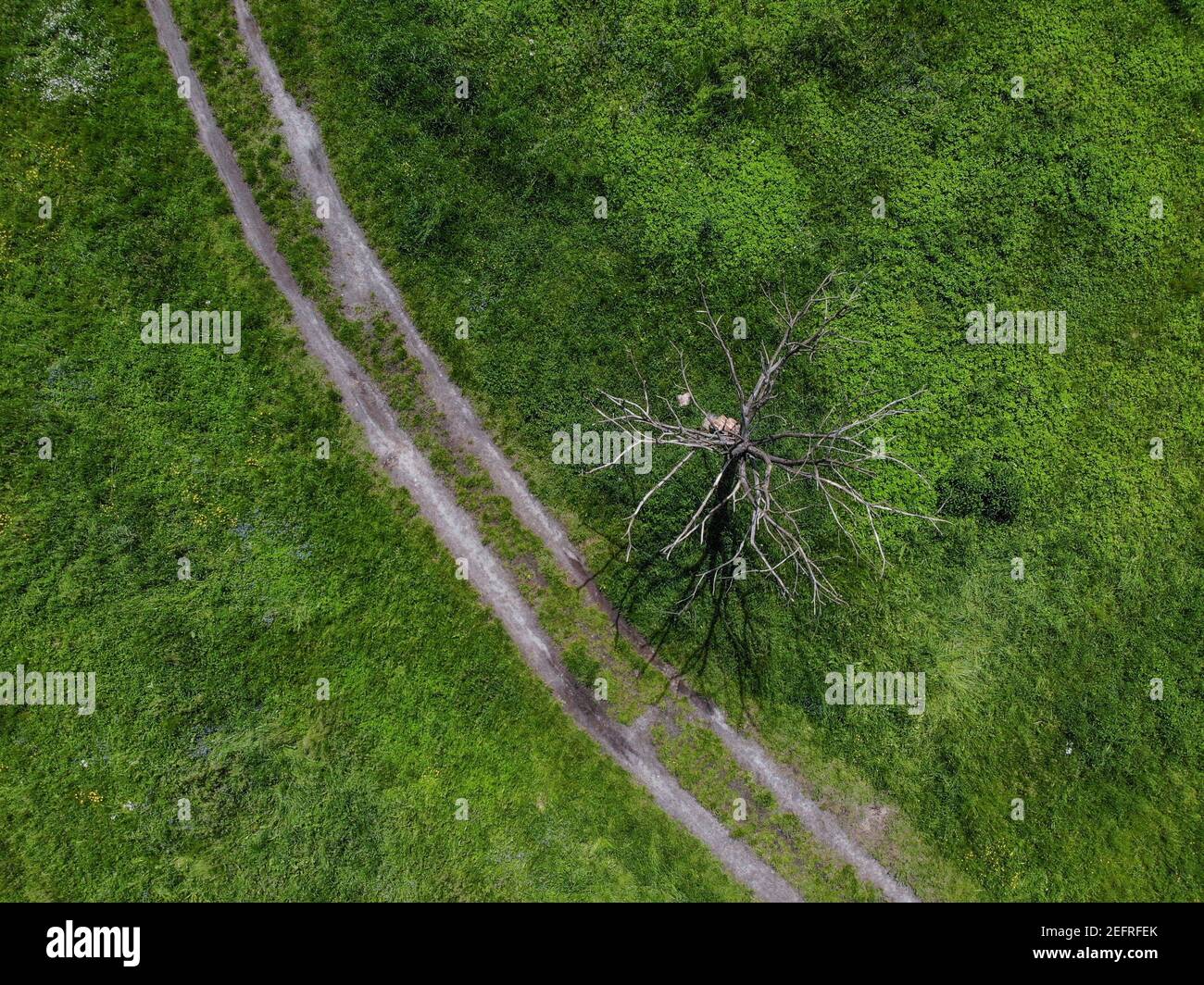 Top down look to connection of paths between grass, bushes and trees ...
