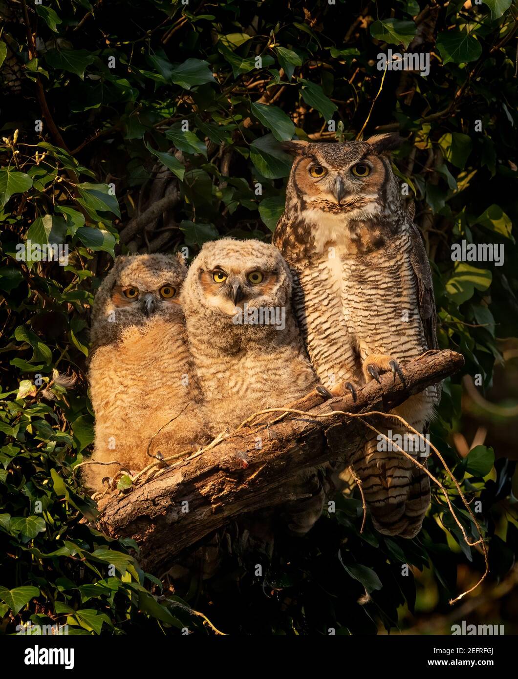 Little horned owl hi-res stock photography and images - Alamy