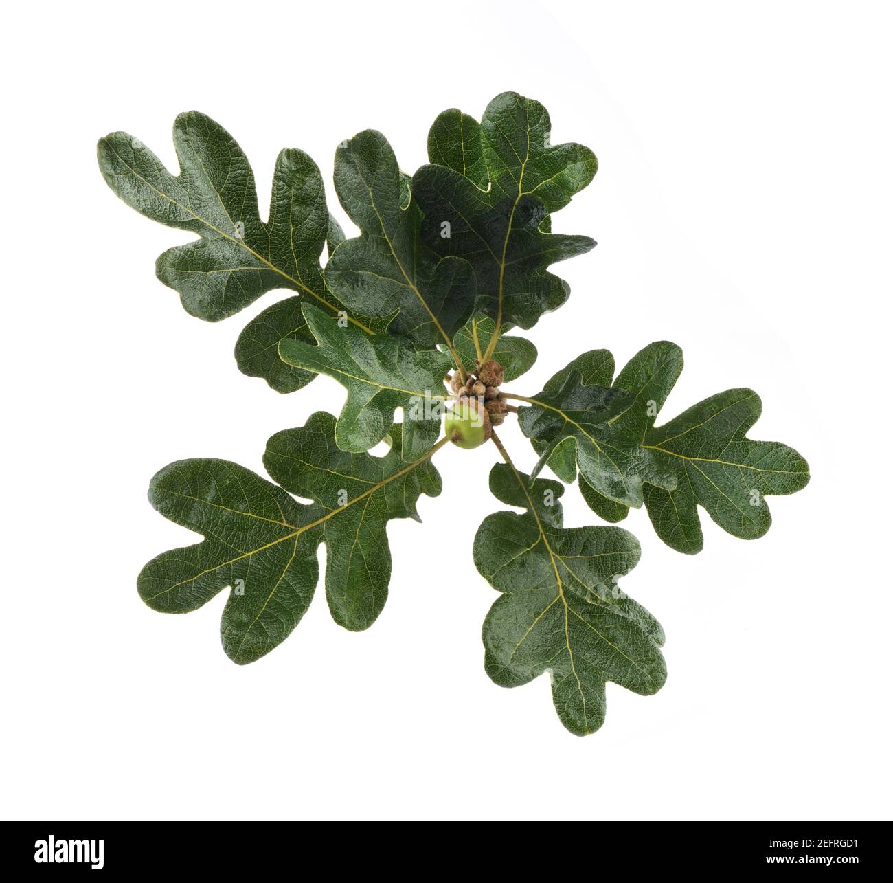 Garry oak leaf acorn garry oak leaf acorn Cut Out Stock Images ...