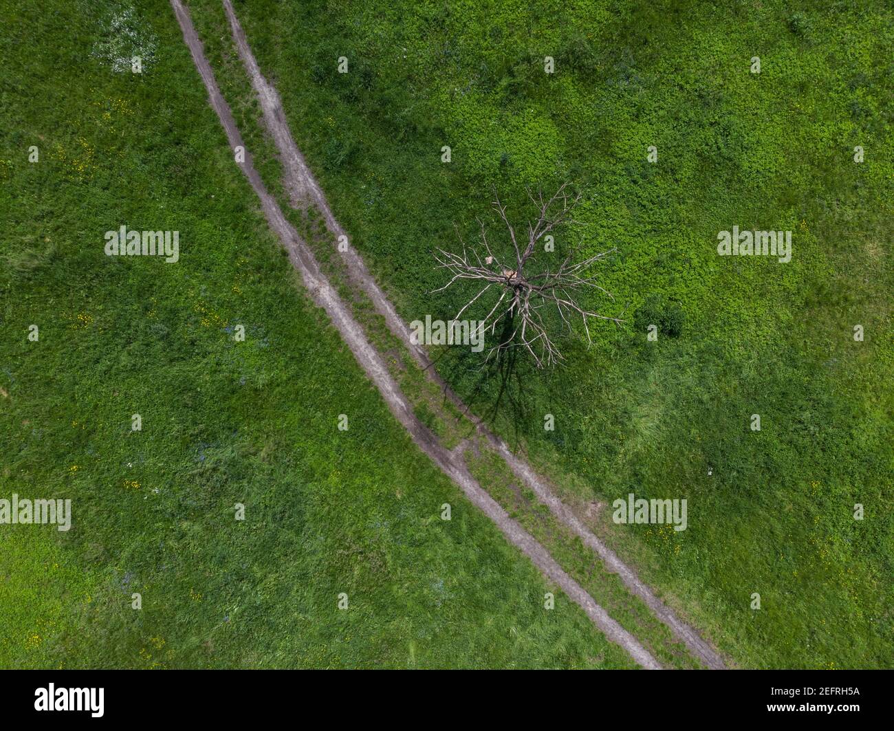 Top down look to connection of paths between grass, bushes and trees ...