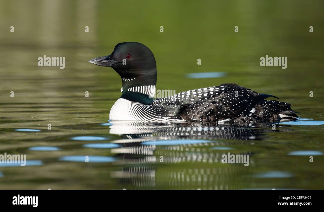 A common loon in New England Stock Photo - Alamy