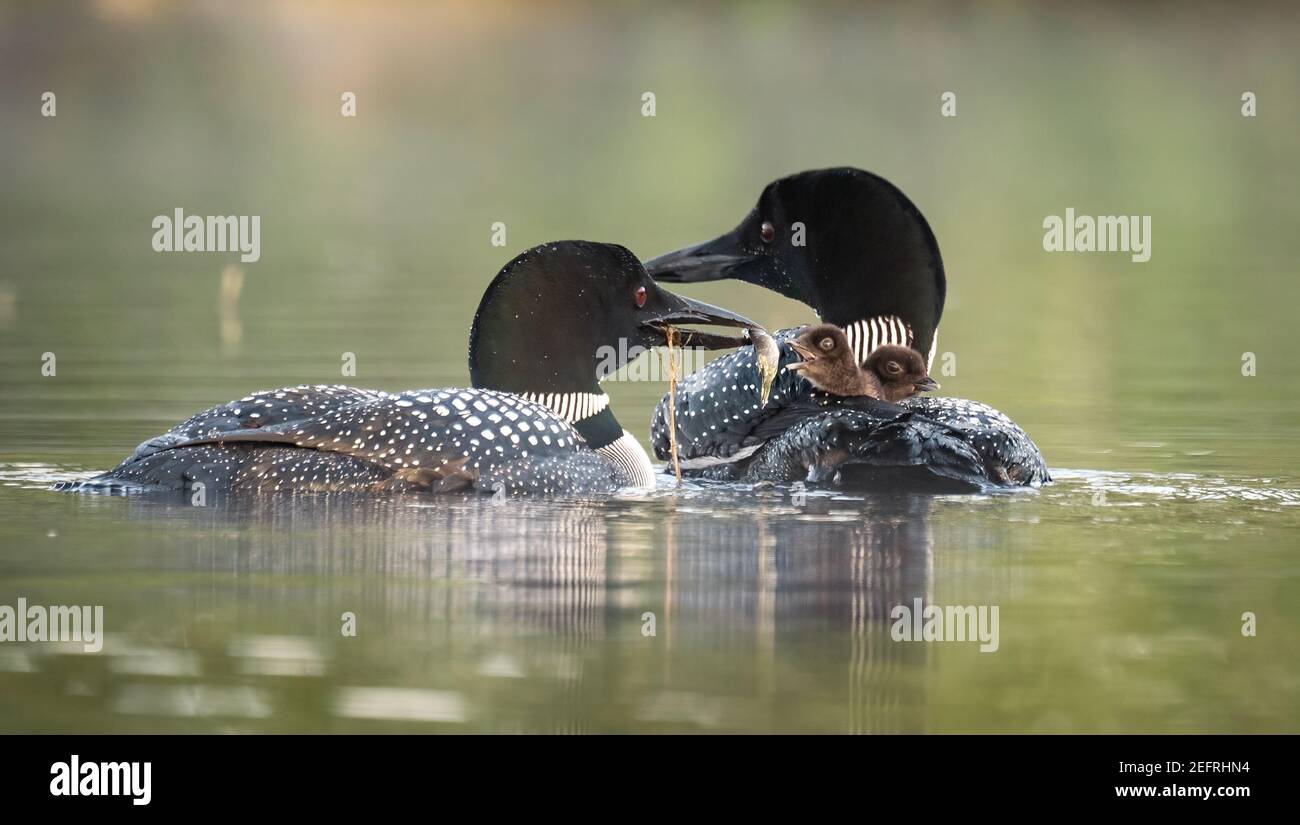 A common loon in New England Stock Photo - Alamy