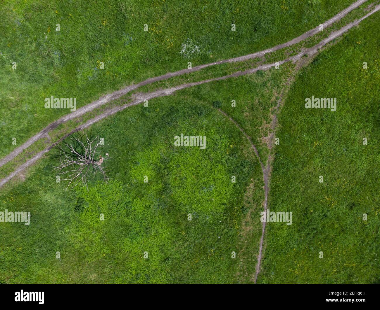 Top down look to connection of paths between grass, bushes and trees ...