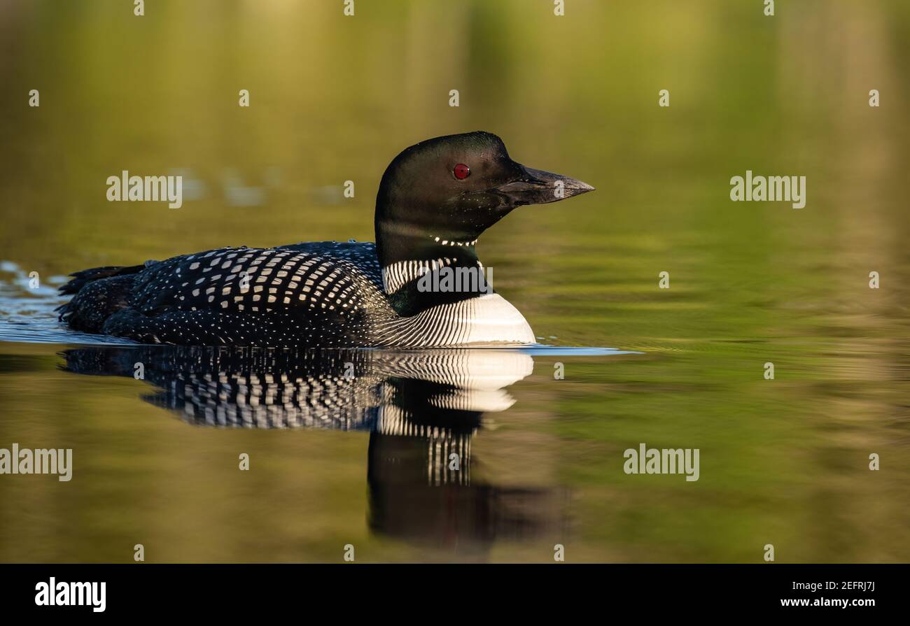 Common loon sitting on hi-res stock photography and images - Alamy