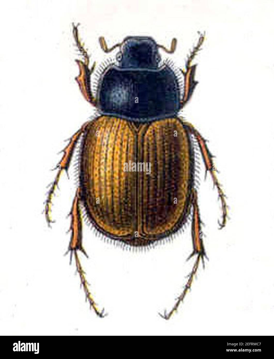 Omaloplia ruricola hi-res stock photography and images - Alamy