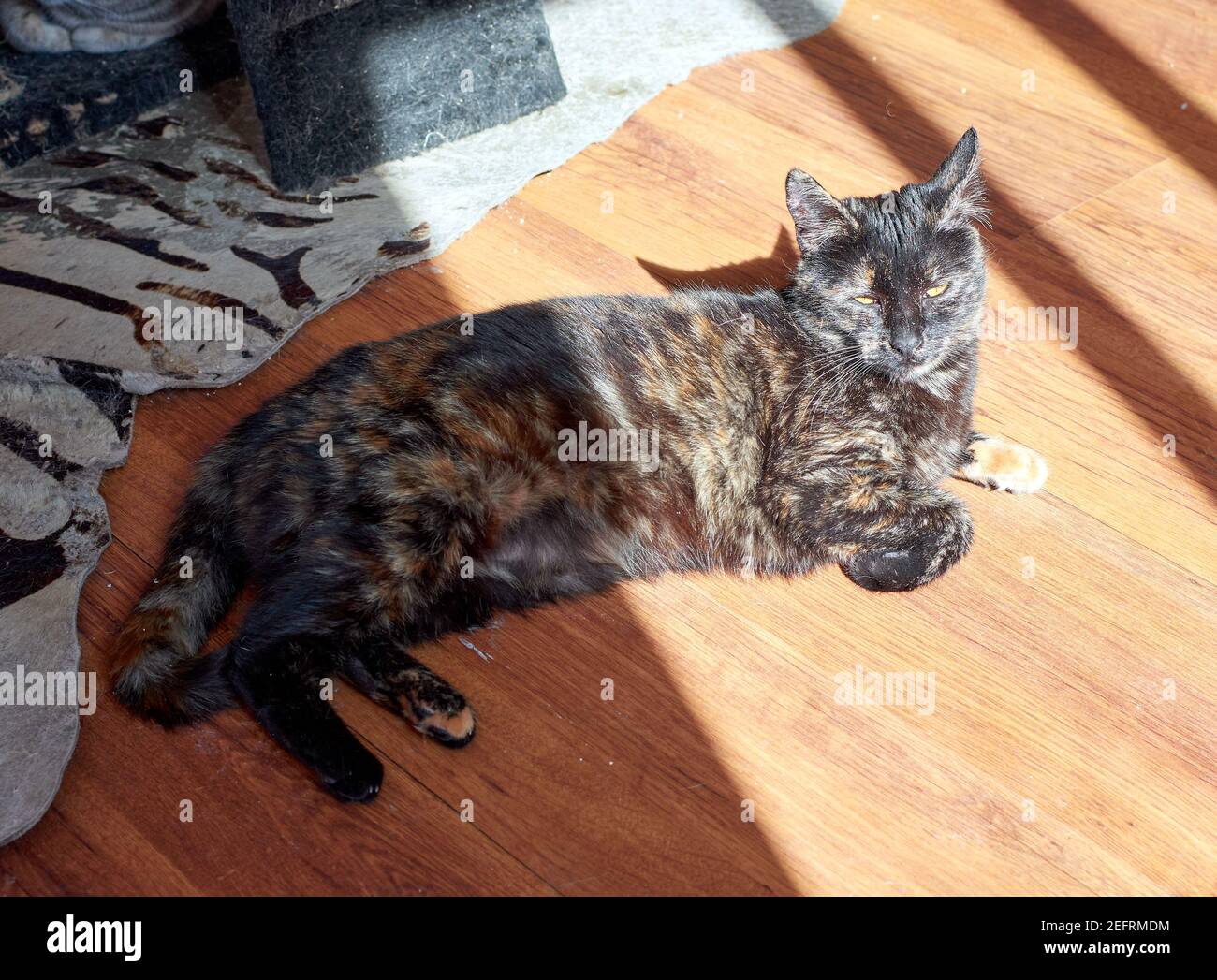 High angle shot of a cat enjoying the sunlight while lying on the floor ...