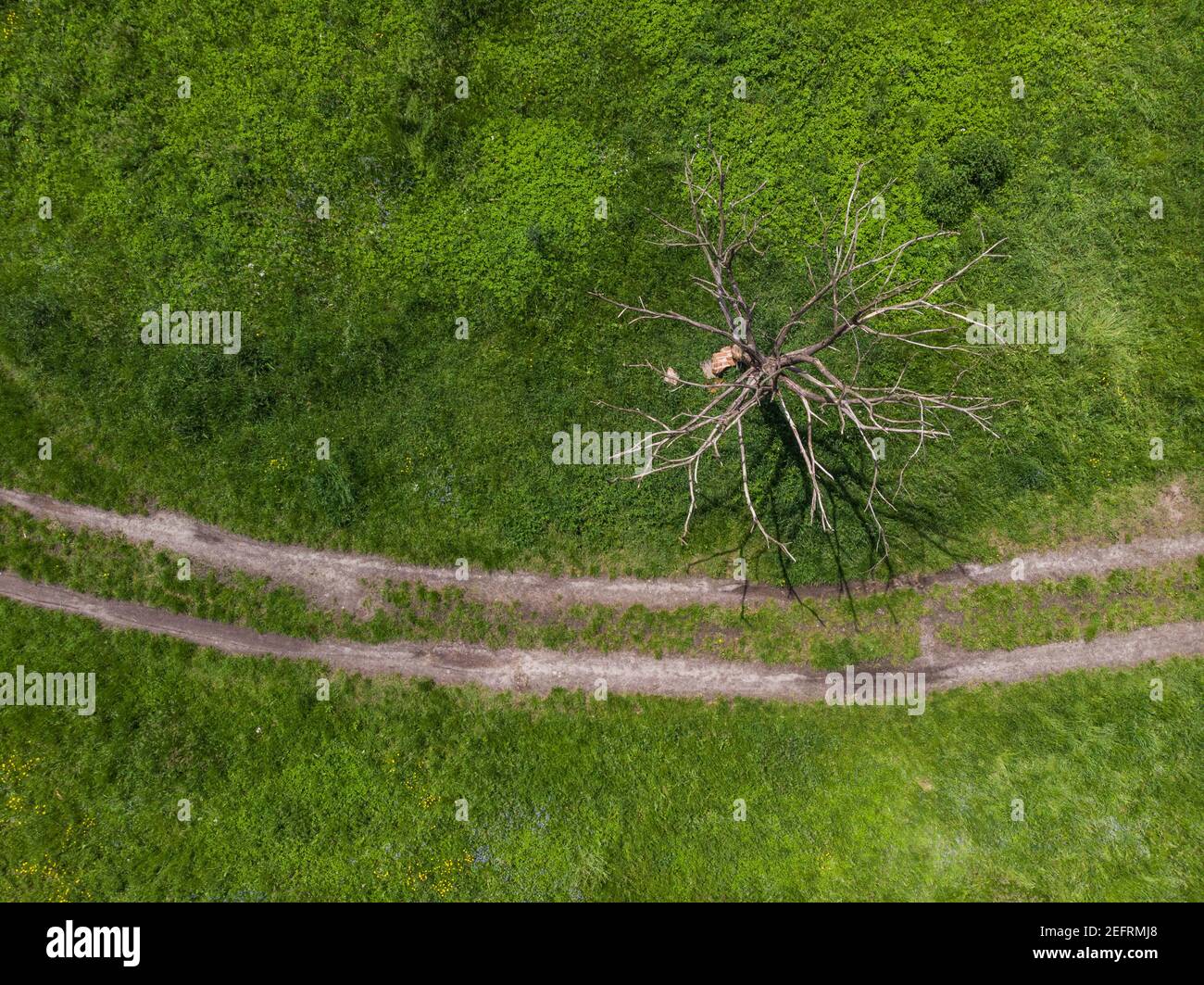 Top down look to connection of paths between grass, bushes and trees ...