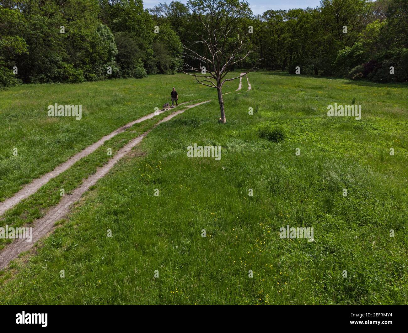 Clearing of trees hi-res stock photography and images - Alamy