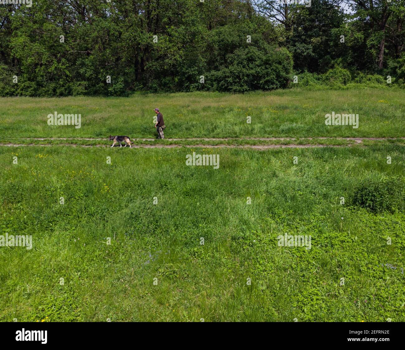 Man walking with dog on clearing with trees around Stock Photo - Alamy
