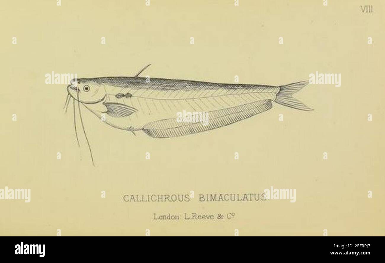 Ompok Bimaculatus High Resolution Stock Photography and Images - Alamy