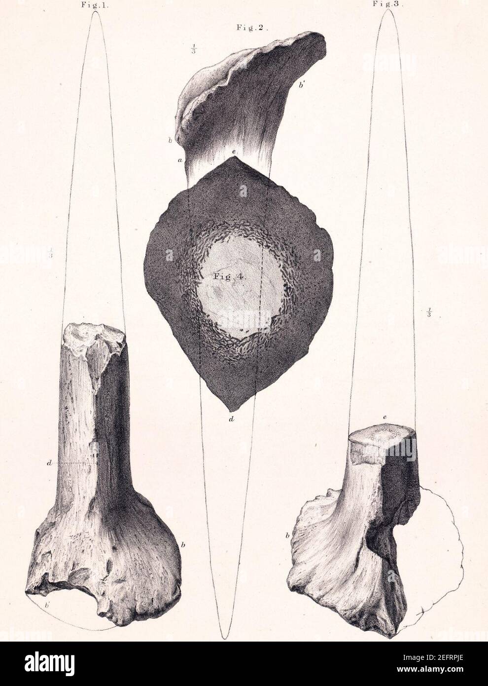 Omosaurus hi-res stock photography and images - Alamy