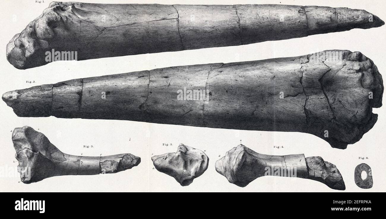 Omosaurus hi-res stock photography and images - Alamy