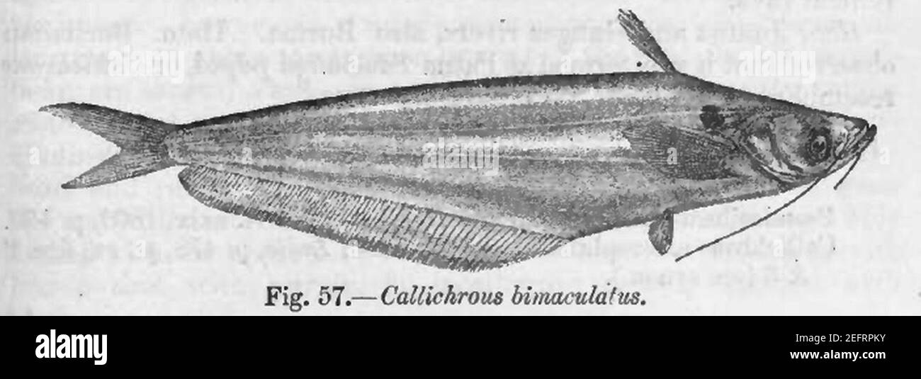 Ompok bimaculatus hi-res stock photography and images - Alamy