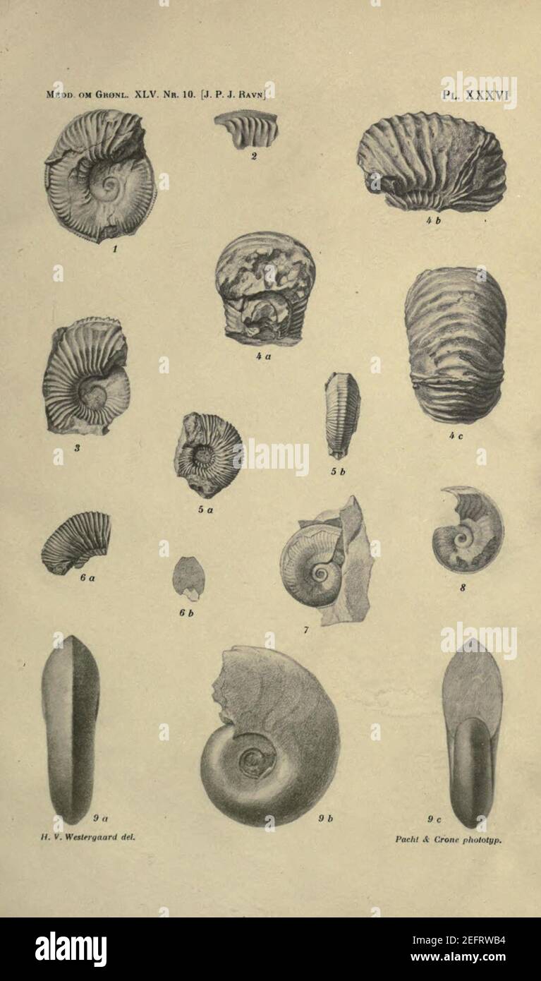On Jurassic and Cretaceous fossils from north-east Greenland Stock ...