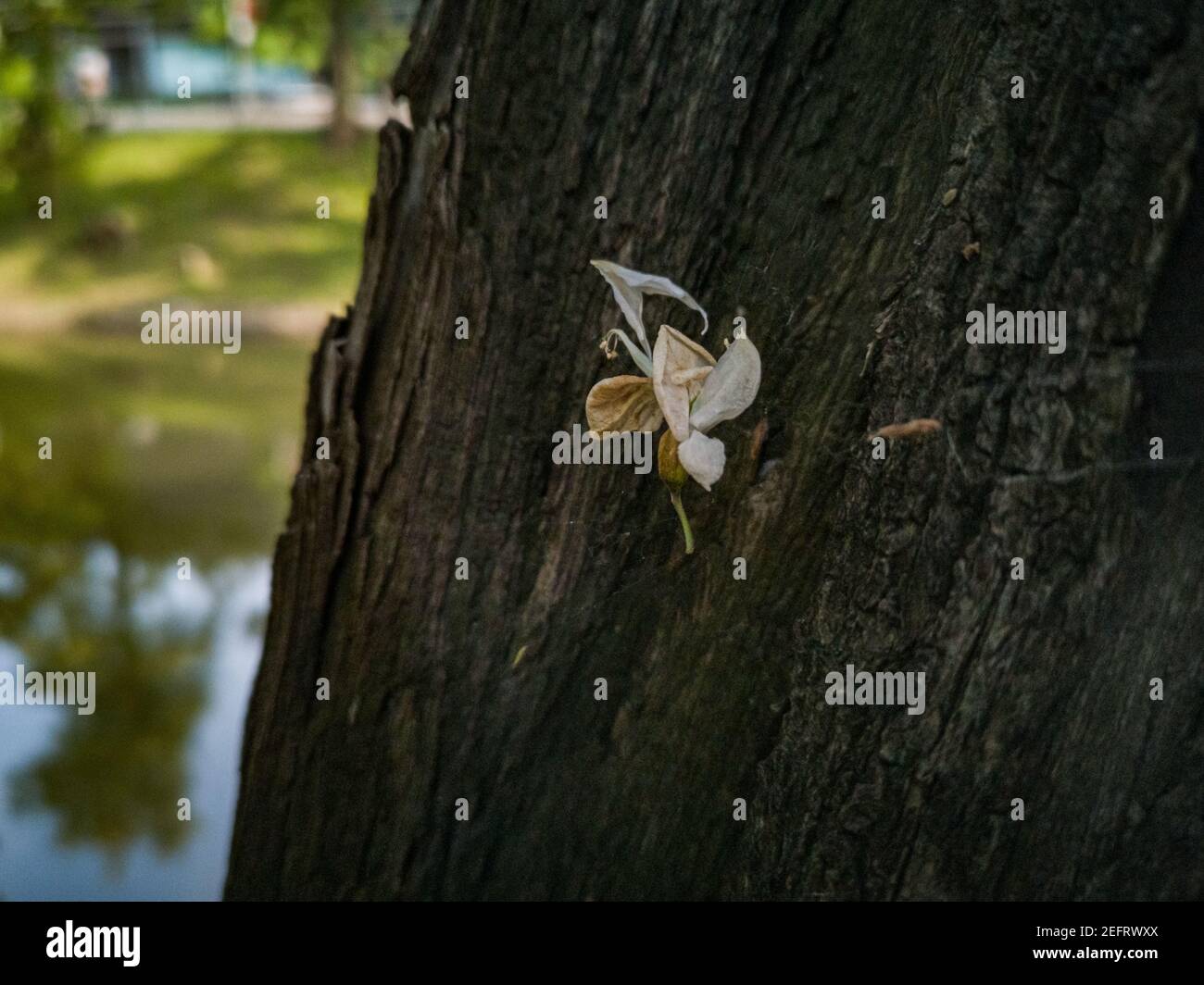 Tree spiders hi-res stock photography and images - Alamy