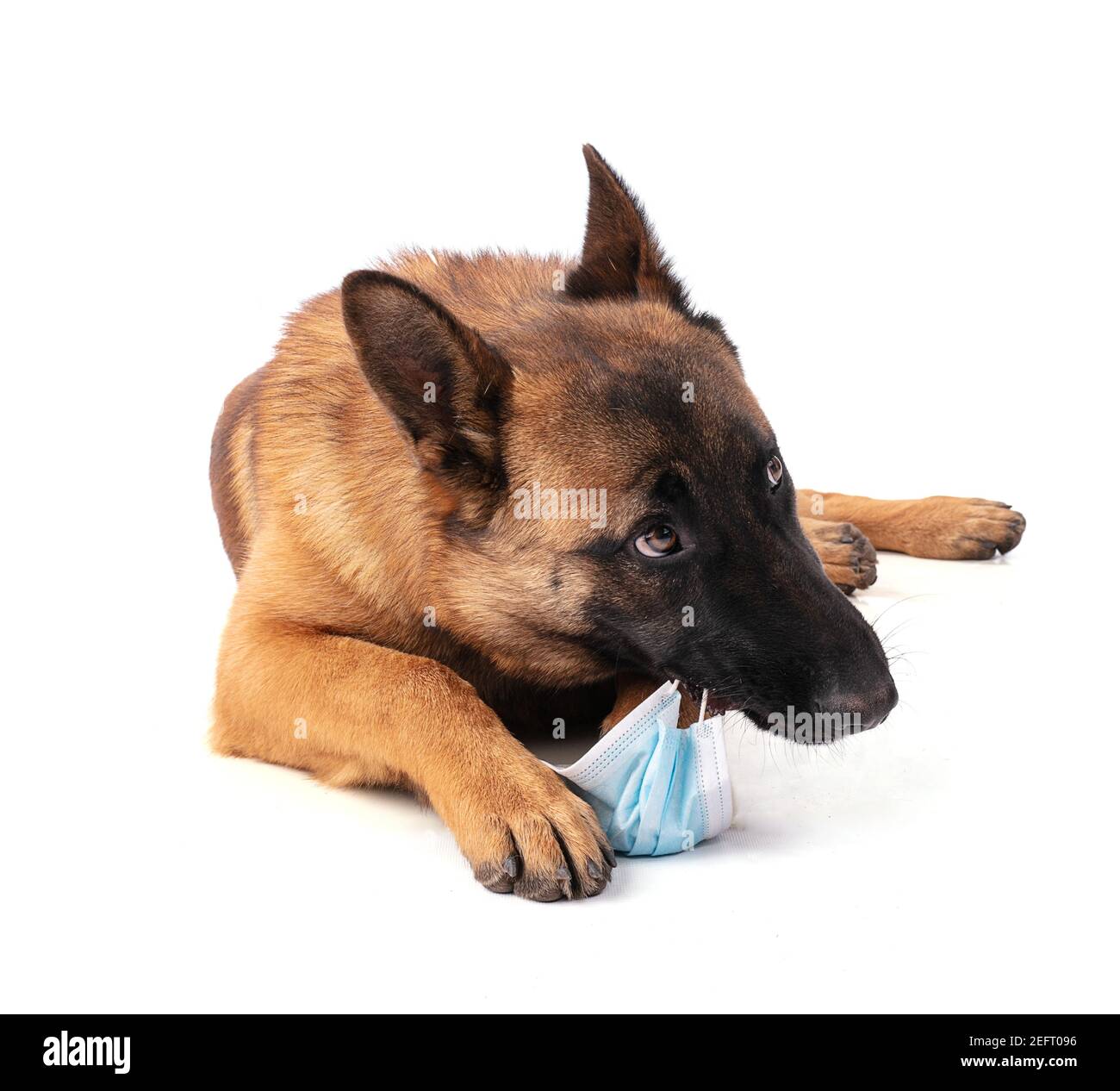 Young Belgian Shepherd dog Malinois eating a protective mask on white ...