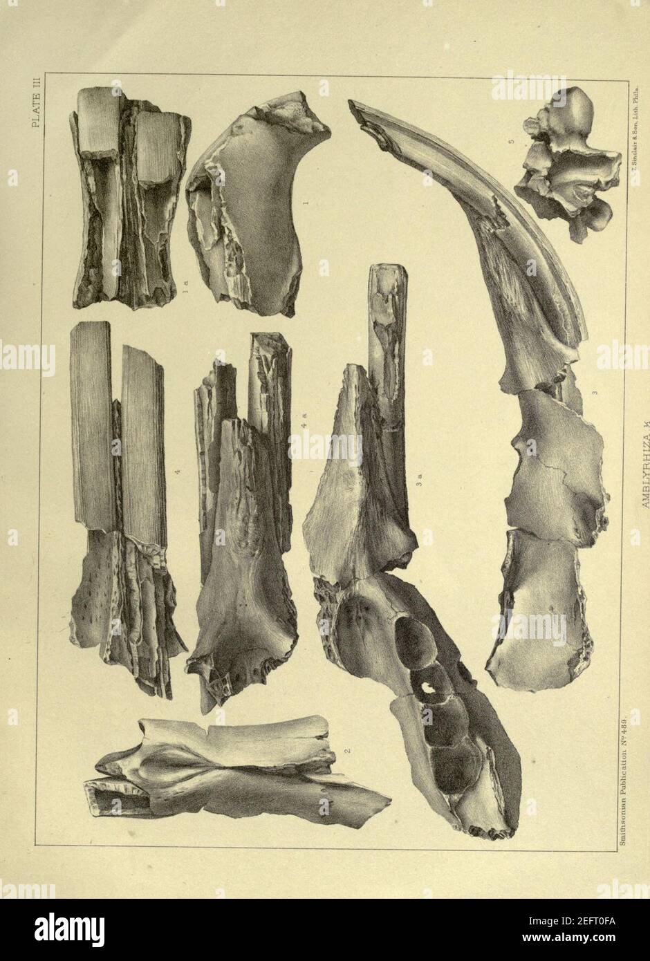 On the contents of a bone cave in the island of Anguilla (West Indies ...