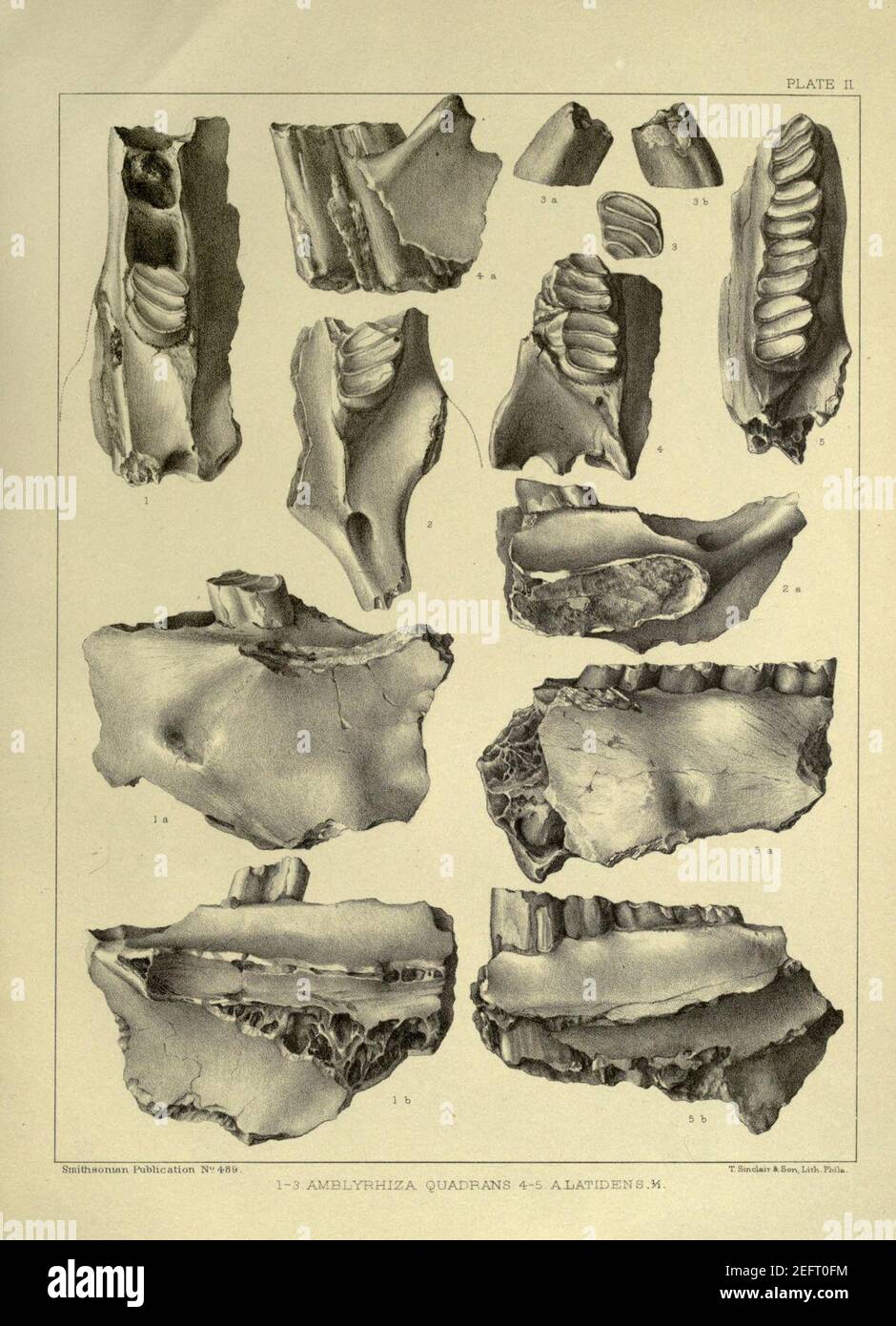 On the contents of a bone cave in the island of Anguilla (West Indies ...