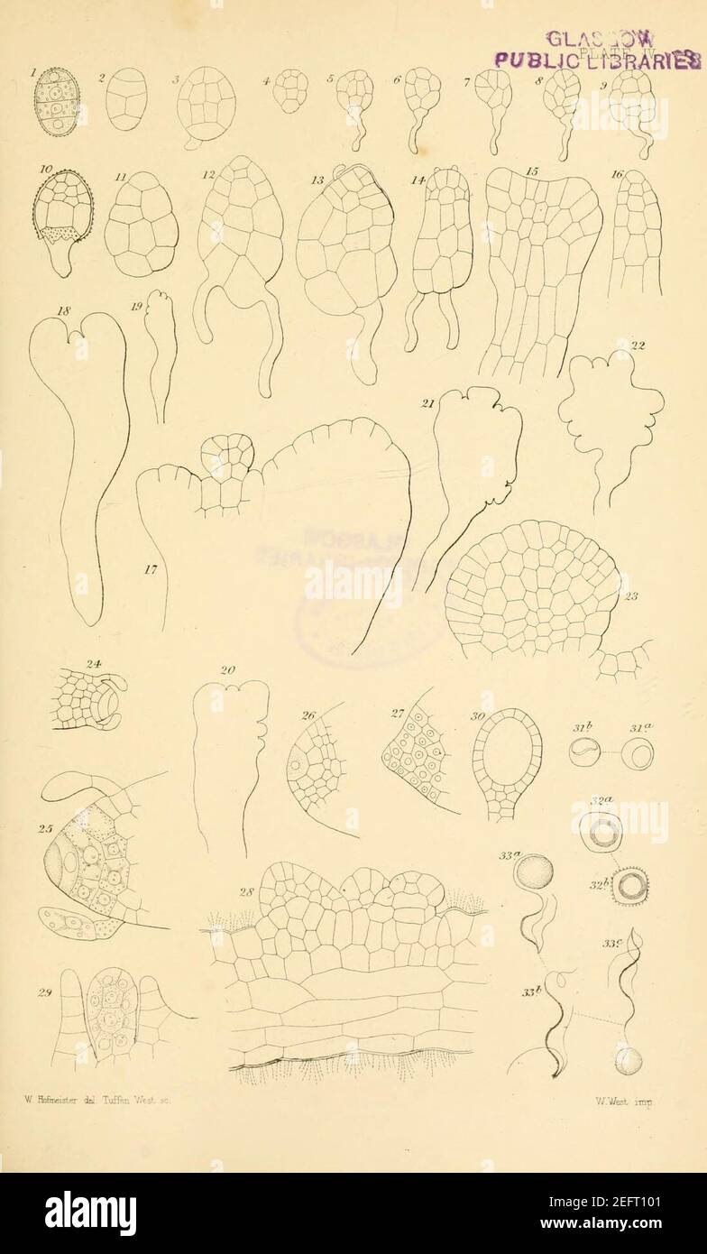 On the germination, development, and fructification of the higher ...