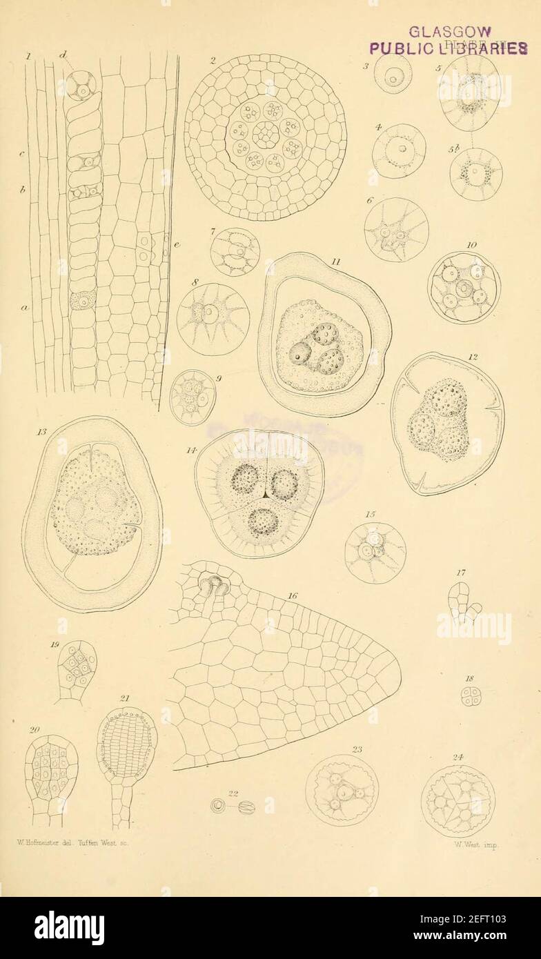 On the germination, development, and fructification of the higher ...